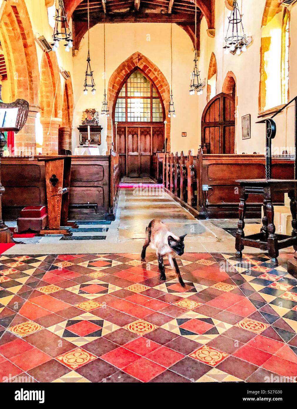 Siamese Cats High Resolution Stock Photography and Images - Alamy