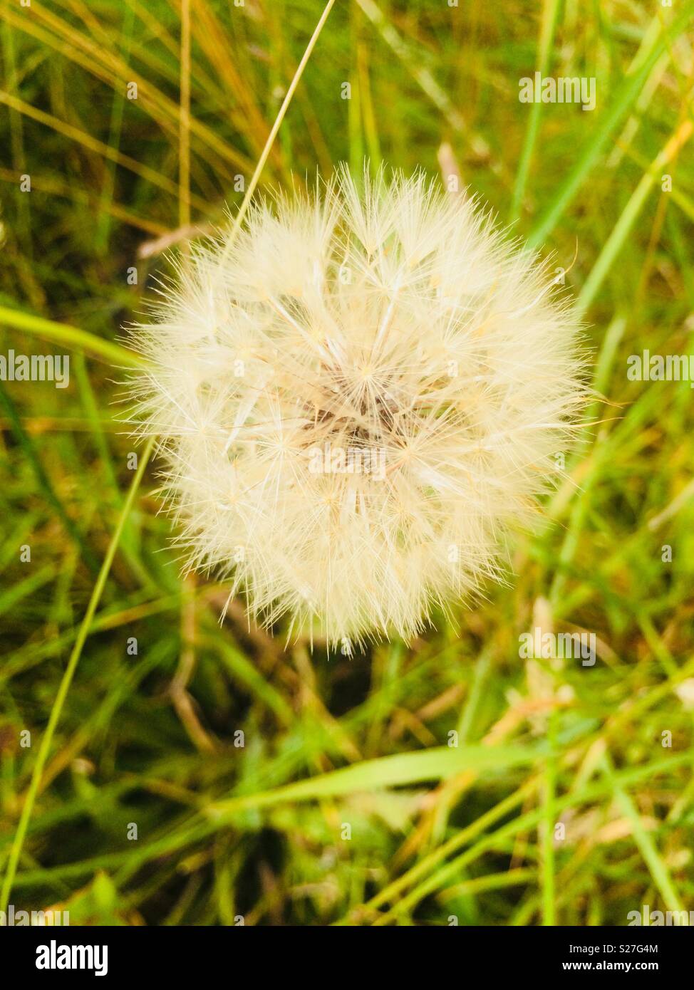 Dandelion seed head ,clock Stock Photo - Alamy
