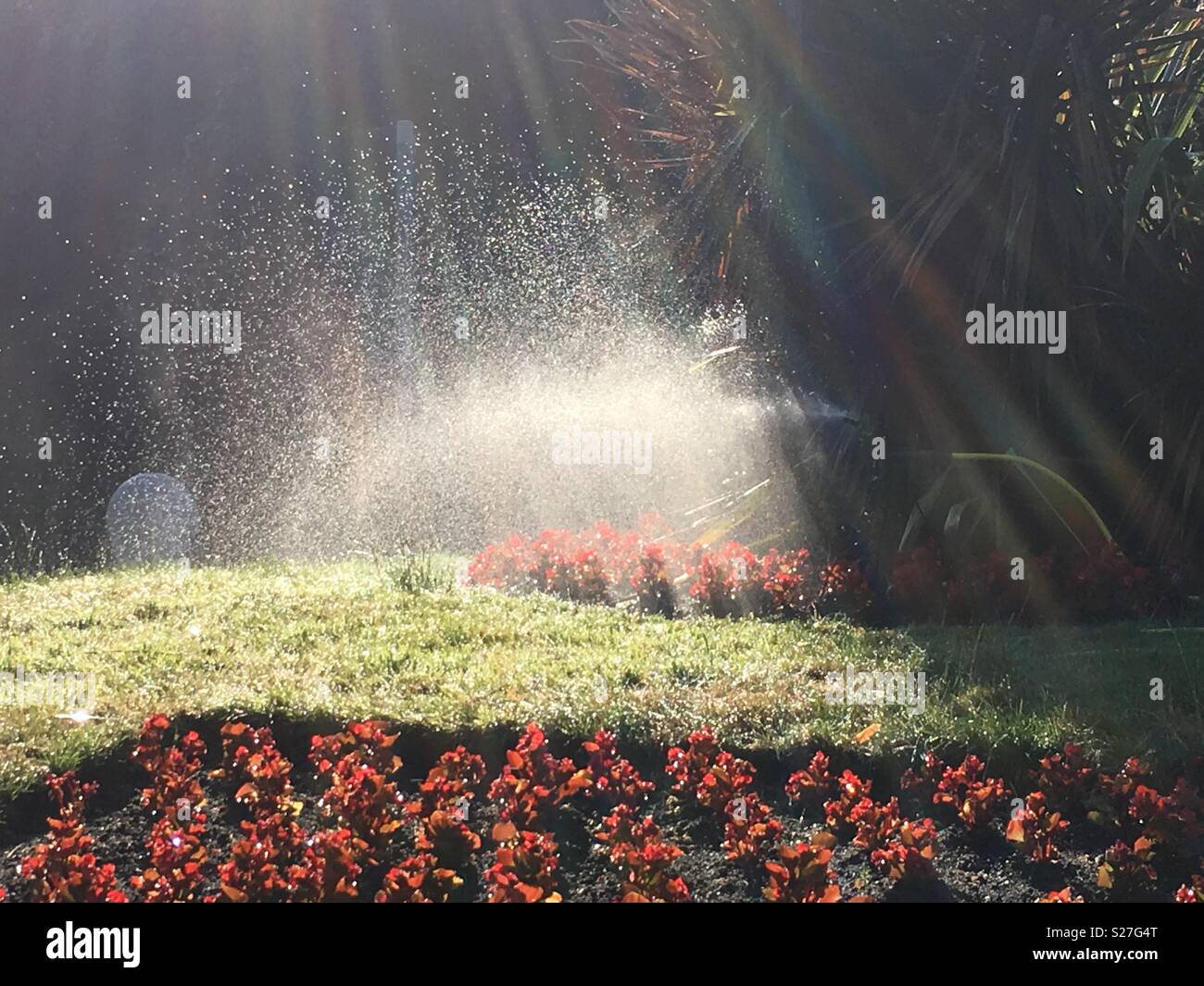 Sprinklers hi-res stock photography and images - Alamy