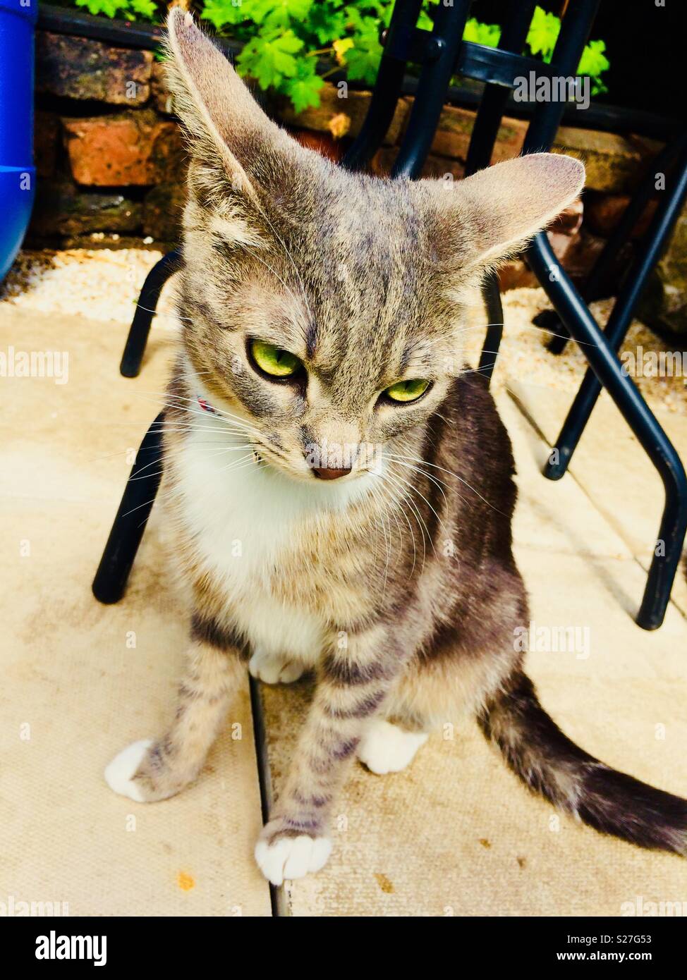 Beautiful tabby cat hi-res stock photography and images - Alamy