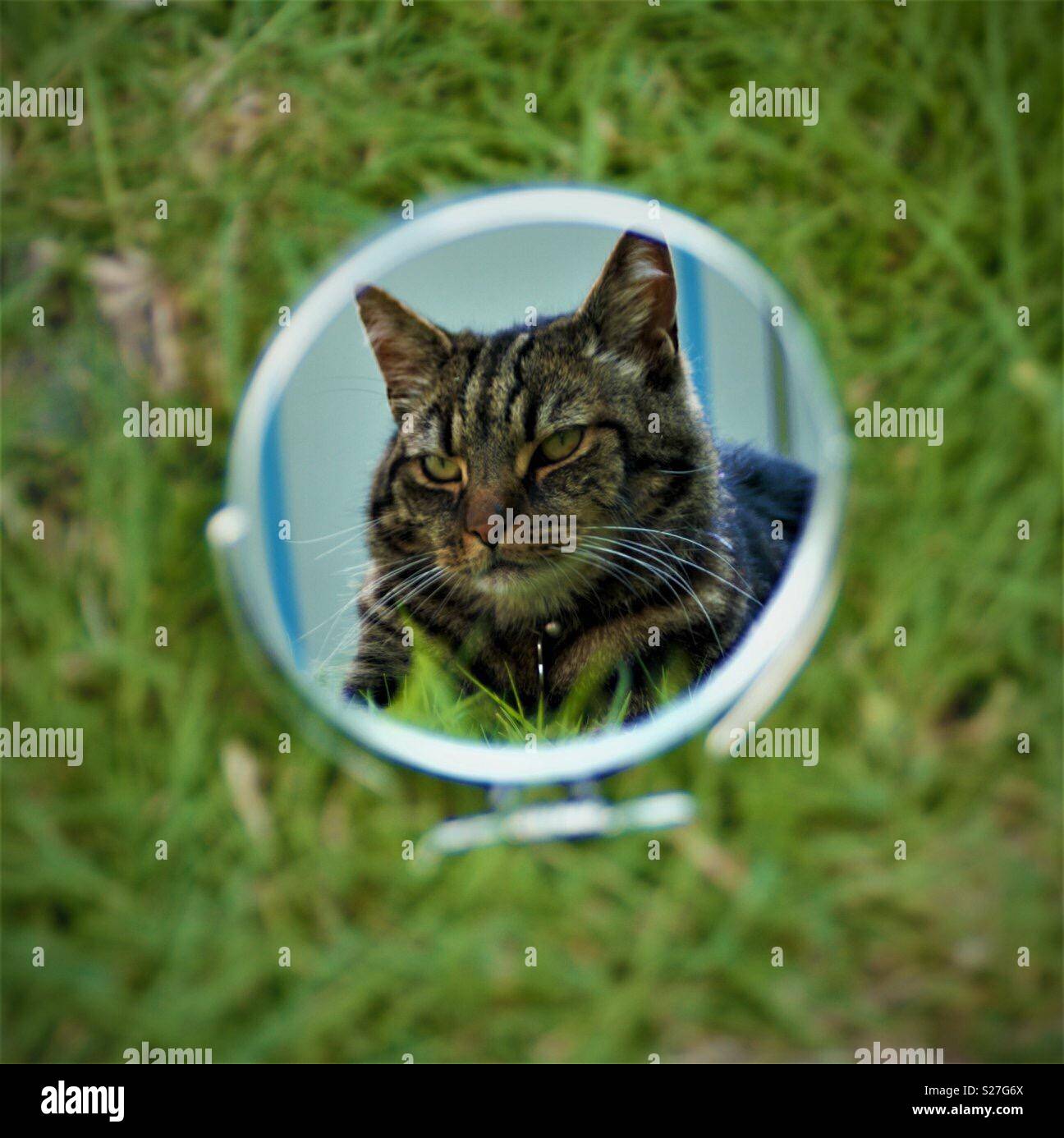 Mirror cat hi-res stock photography and images - Alamy