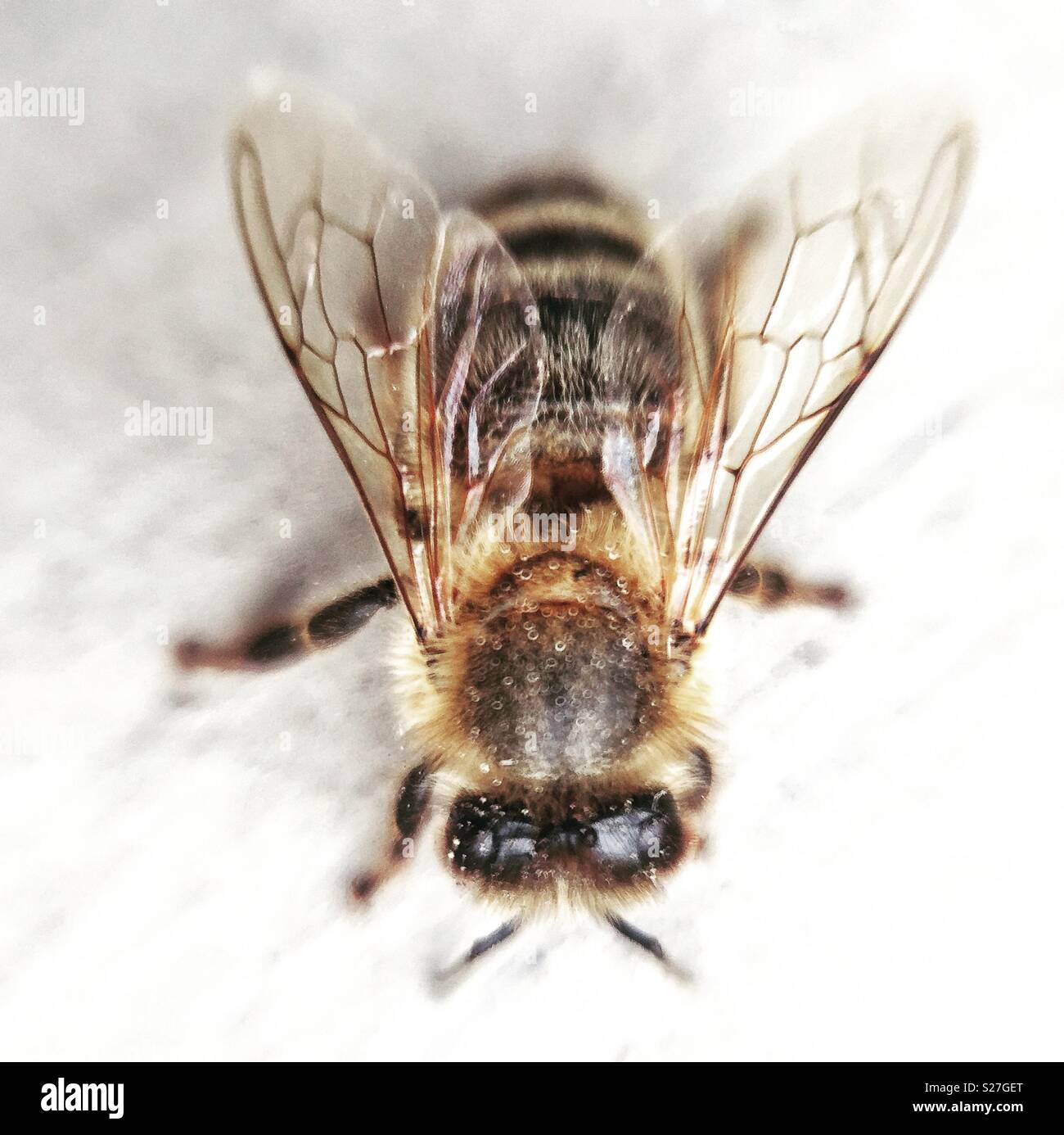 Insects and pollination hi-res stock photography and images - Alamy