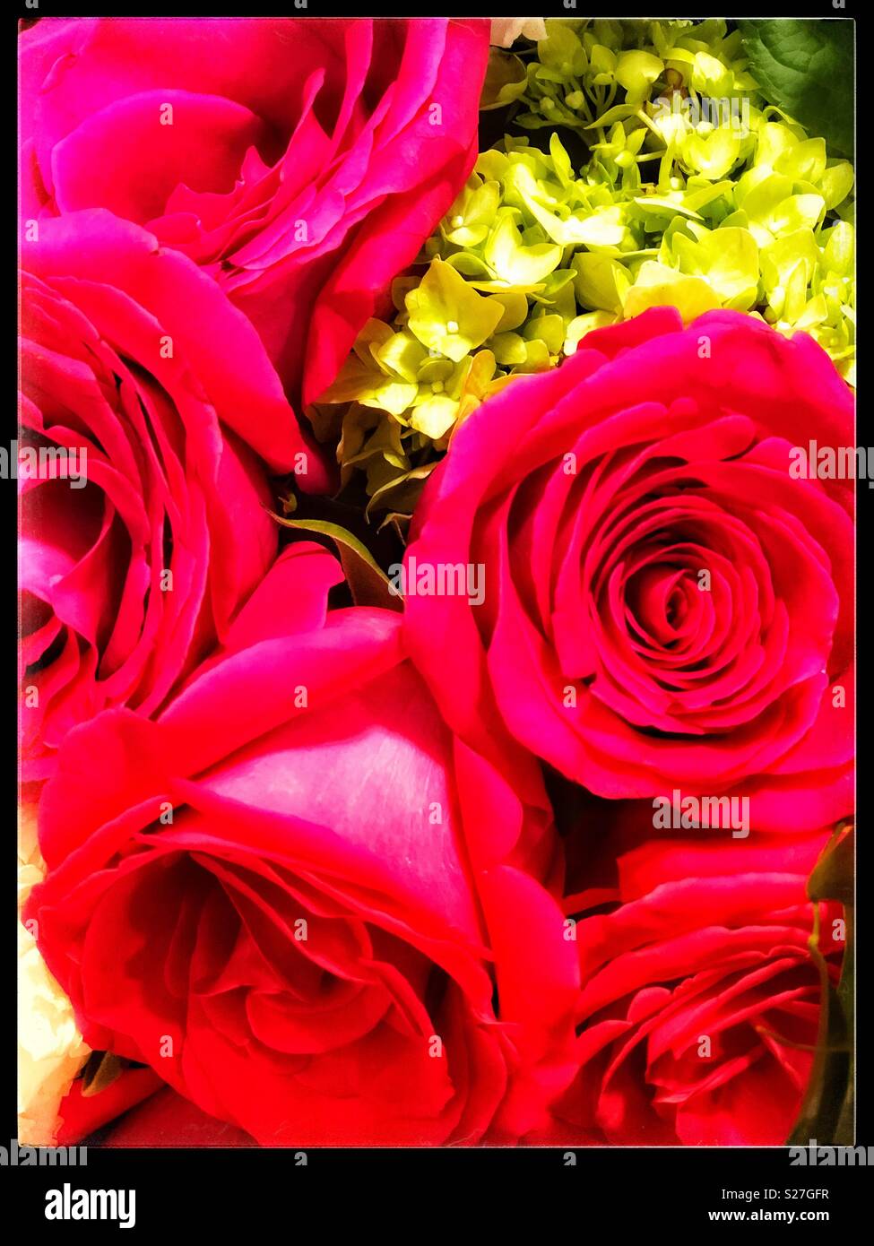 Fuchsia roses hi-res stock photography and images - Alamy