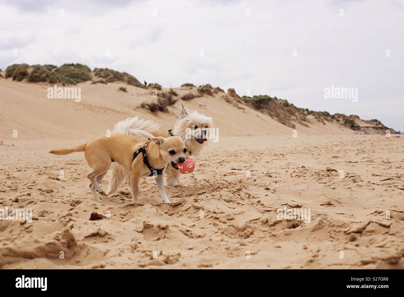 Dogs playing at the beach Stock Photo - Alamy