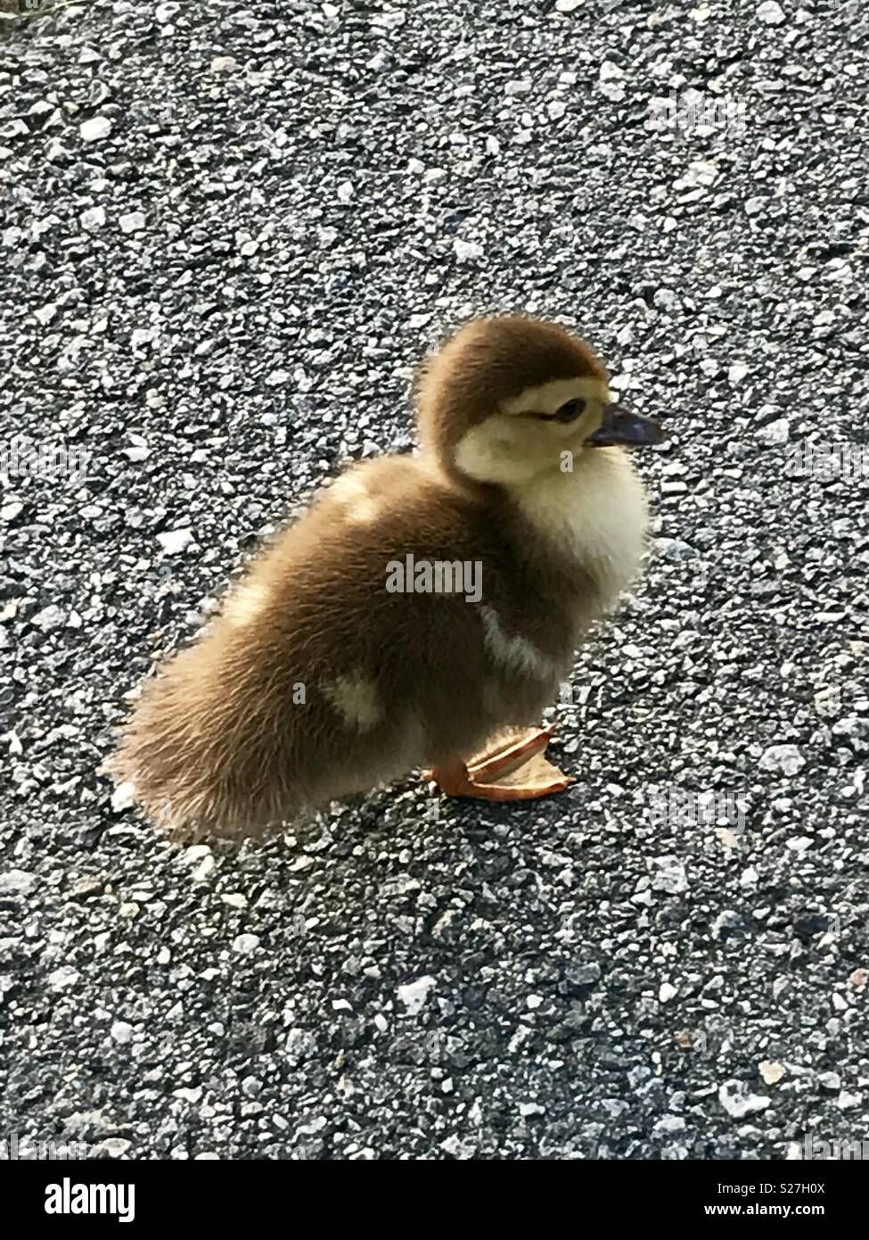 Baby duck hi-res stock photography and images - Alamy