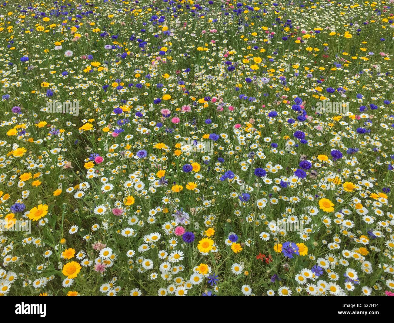Pretty wild flowers hi-res stock photography and images - Alamy