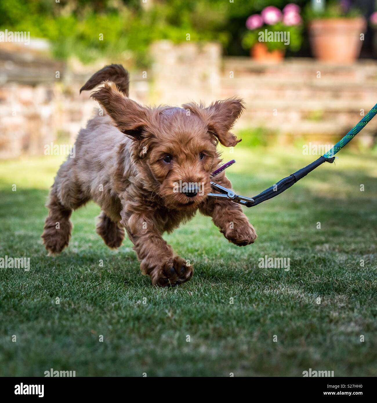 Cockapoo puppy hi-res stock photography and images - Alamy