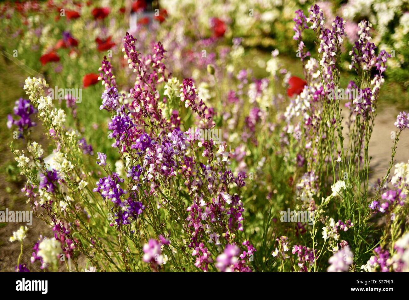 Mauve spring flowers hi-res stock photography and images - Alamy