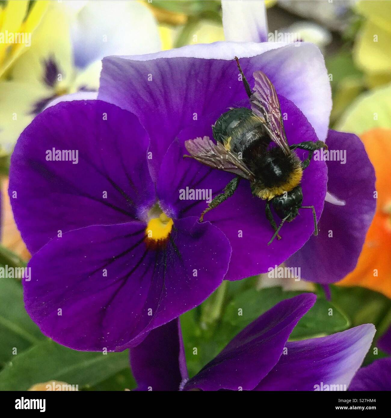 Save the bees hi-res stock photography and images - Alamy