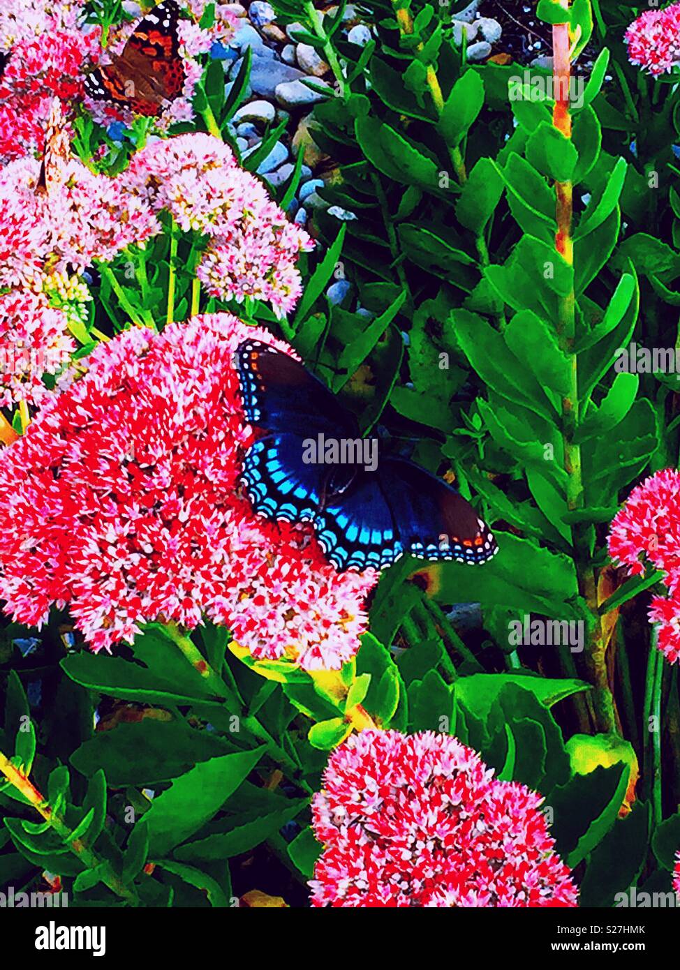 Butterfly garden summer hi-res stock photography and images - Alamy
