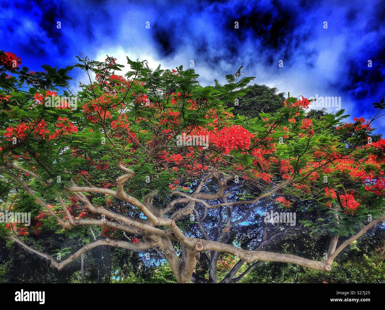 Poinciana tree hi-res stock photography and images - Alamy