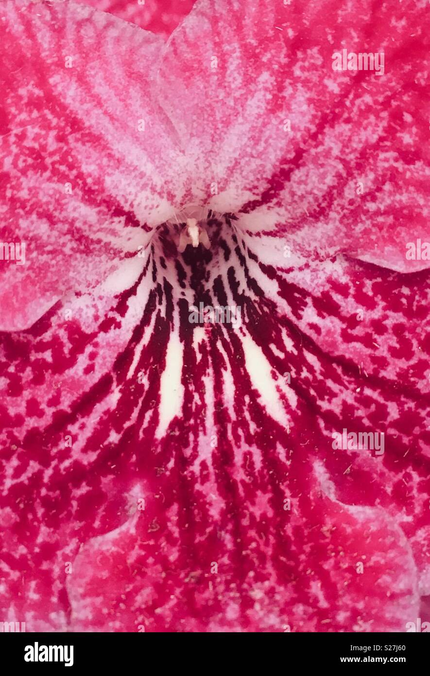 Inside a flower Stock Photo - Alamy