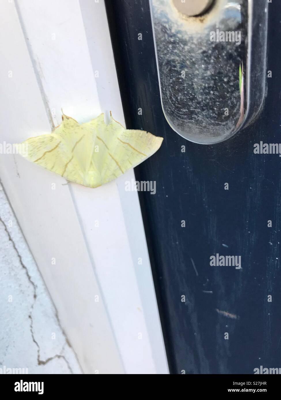 Moth on a doorframe Stock Photo - Alamy
