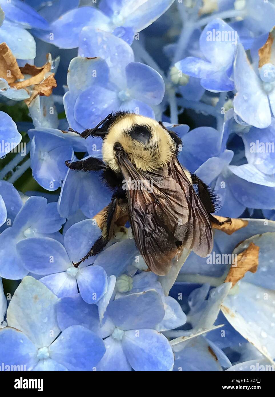 Bumblebee resting to dry it’s wings after rainstorm Stock Photo - Alamy