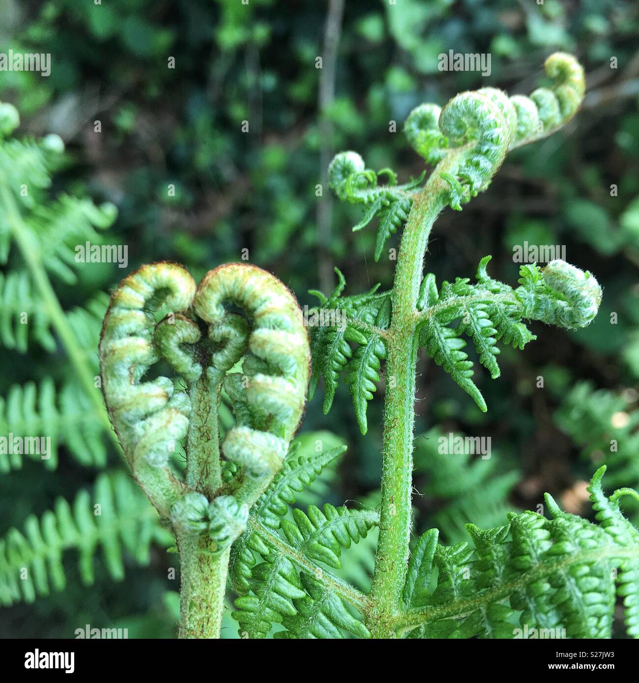 Heart Fern High Resolution Stock Photography and Images - Alamy