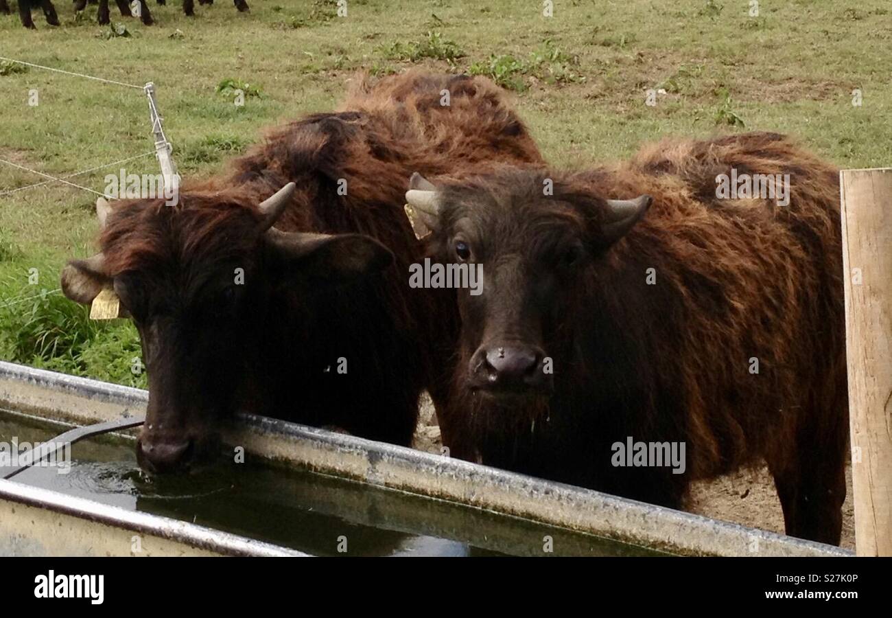 West Country water buffalo Stock Photo - Alamy