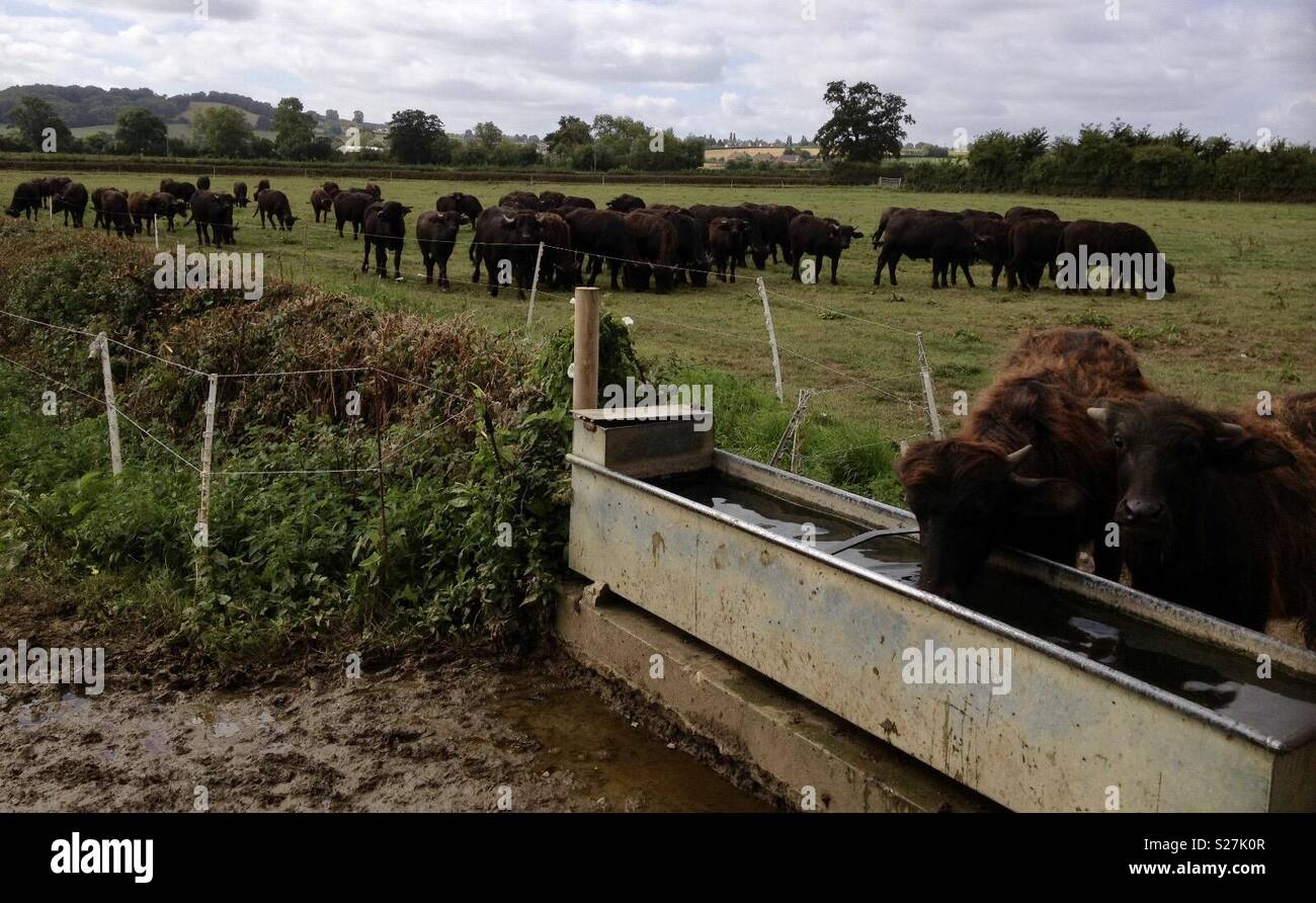 West Country water buffalo Stock Photo - Alamy