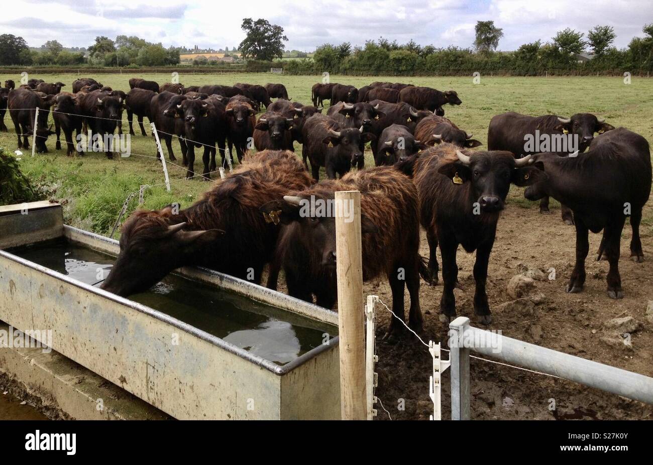 West Country water buffalo Stock Photo - Alamy