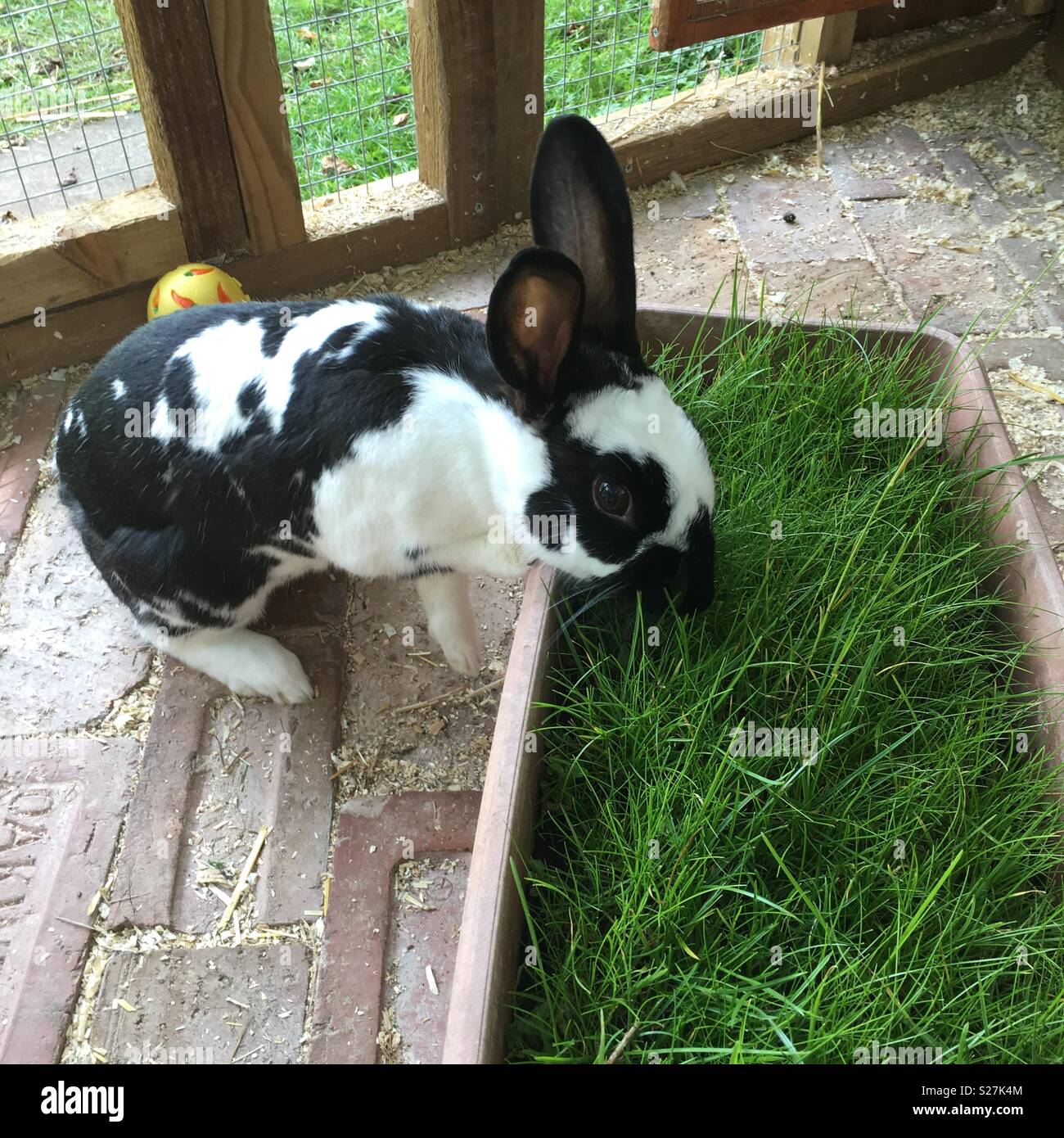 Black and white per rabbit eating grass from a trough Stock Photo - Alamy