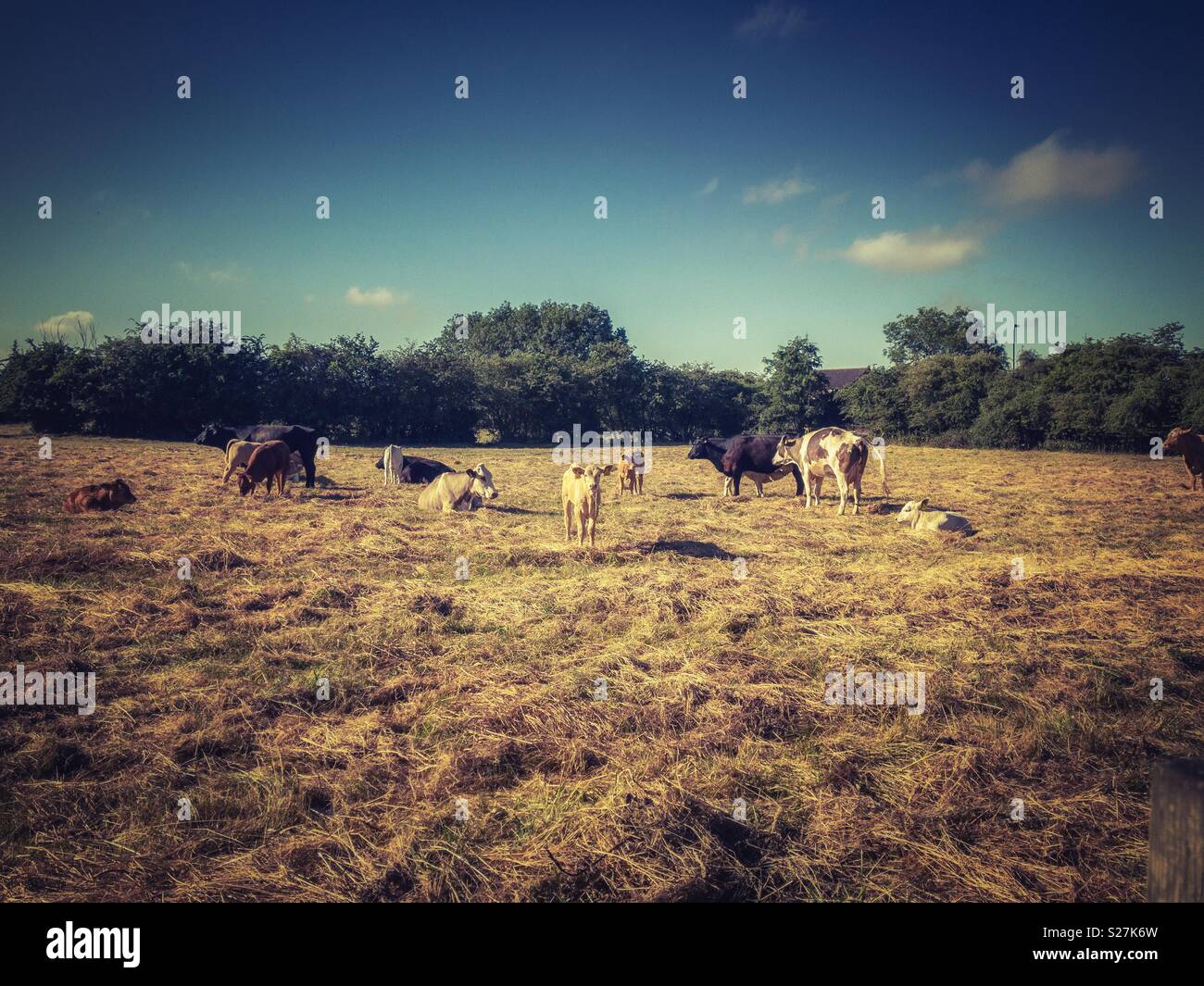 Cows and calves in field during summer Stock Photo - Alamy