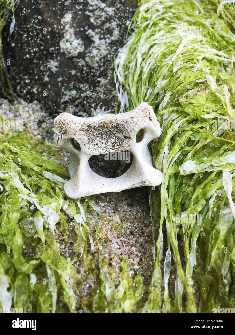 The happiest vertebrae Stock Photo - Alamy