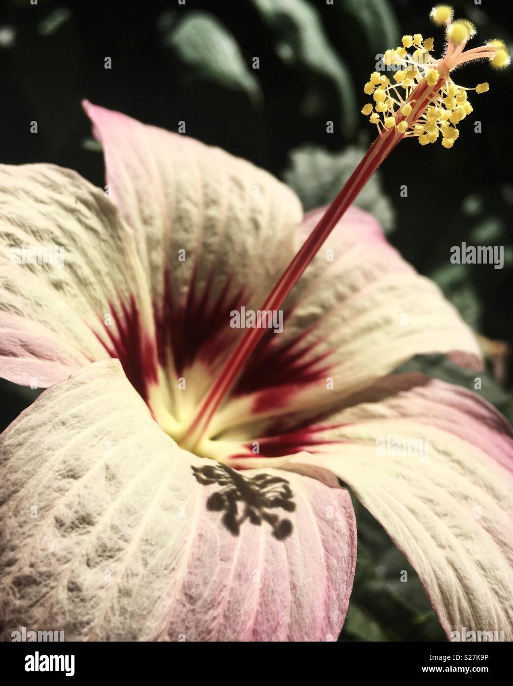 Perfect hibiscus flower hi-res stock photography and images - Alamy