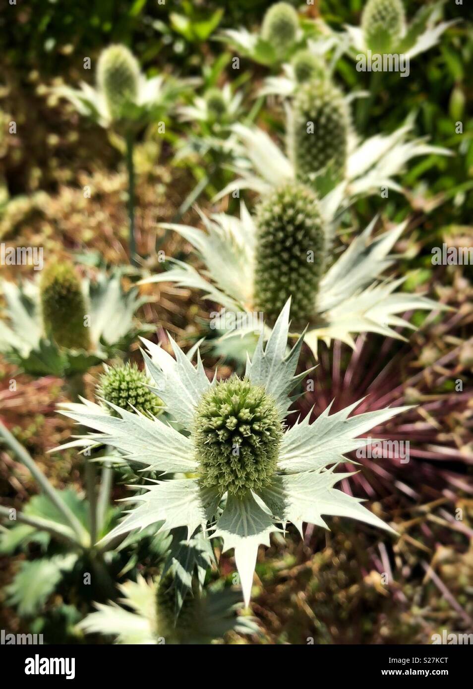 Eryngium Heterophyllum High Resolution Stock Photography and Images - Alamy