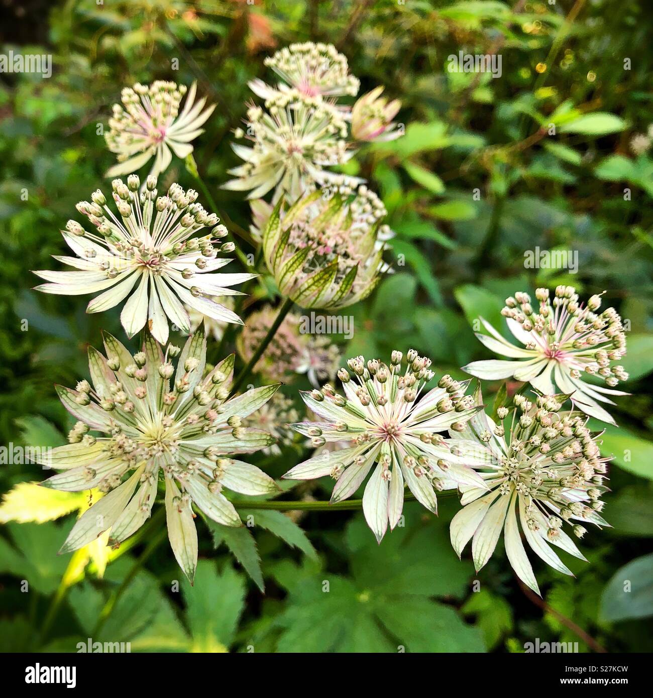 The great masterwort hi-res stock photography and images - Alamy