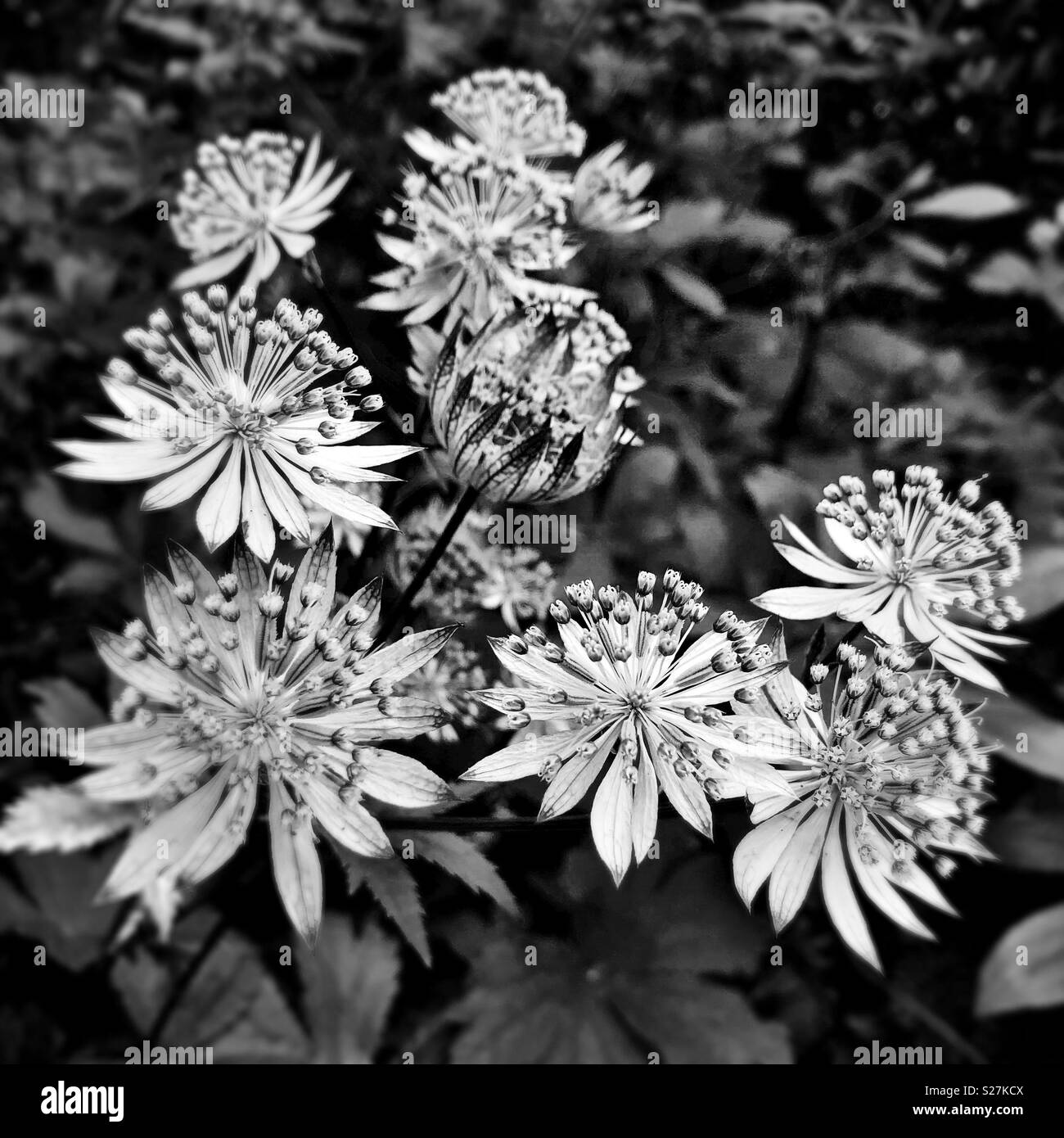 Astrantia major flower Black and White Stock Photos & Images - Alamy