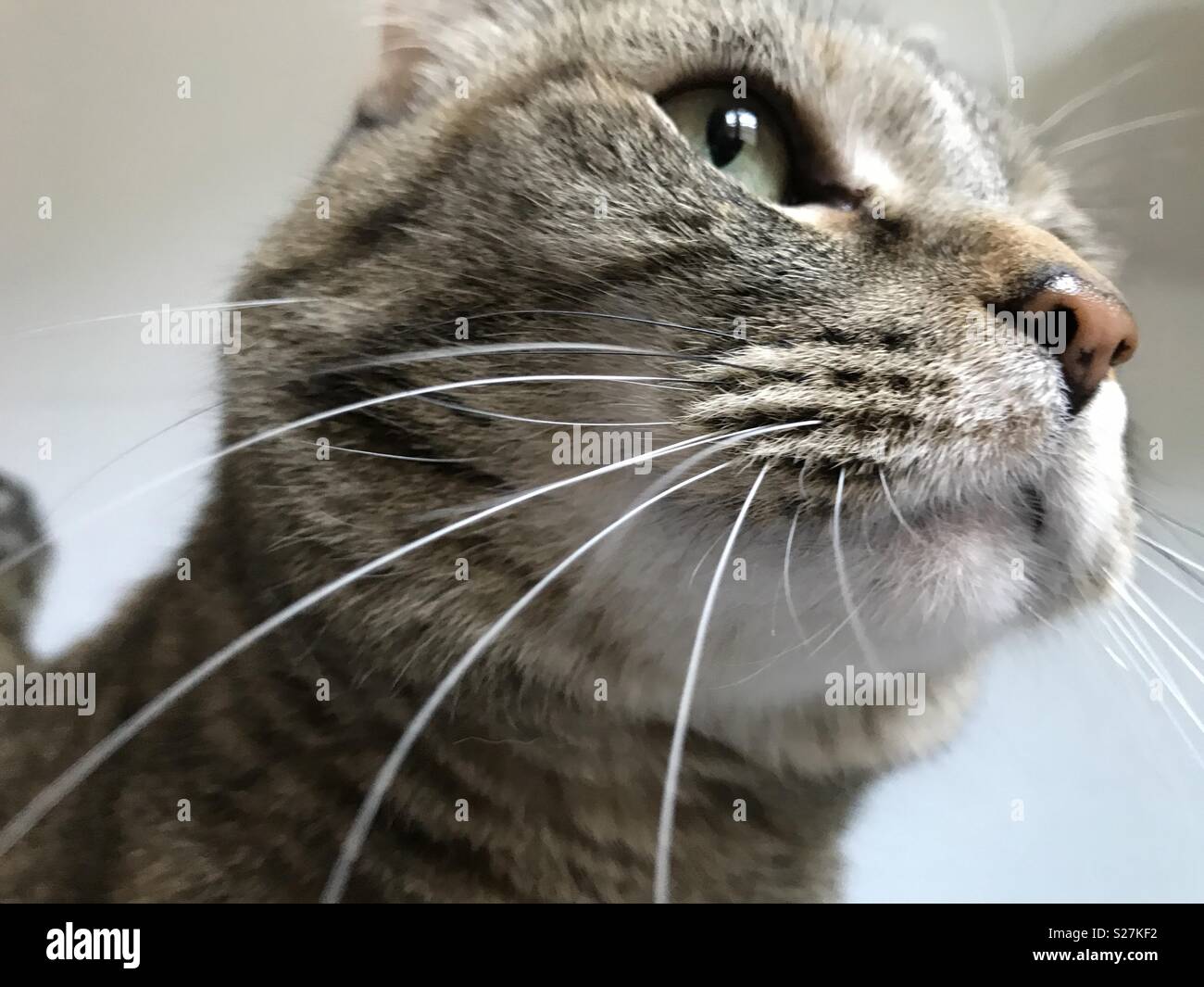 Up close cat Stock Photo - Alamy