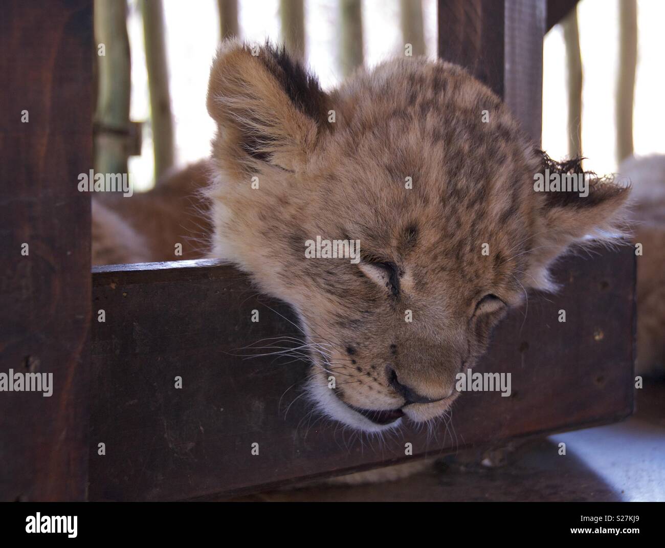 Baby Lion Tumblr Photography
