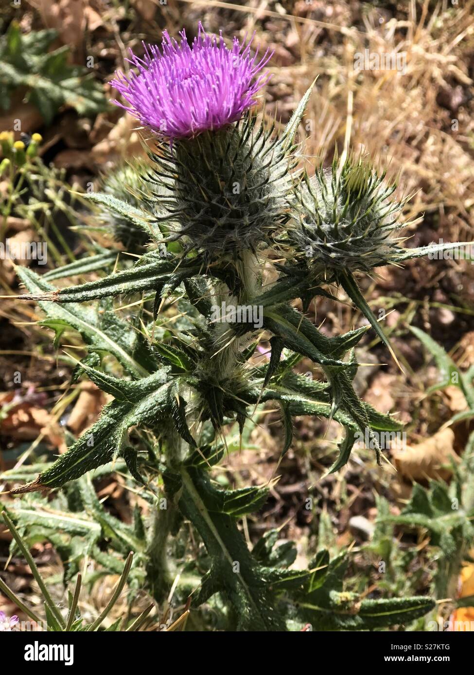 Thistle scotland hi-res stock photography and images - Alamy