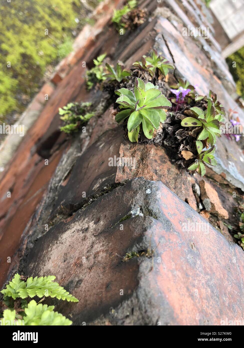 Wall with creeping plants Stock Photo - Alamy