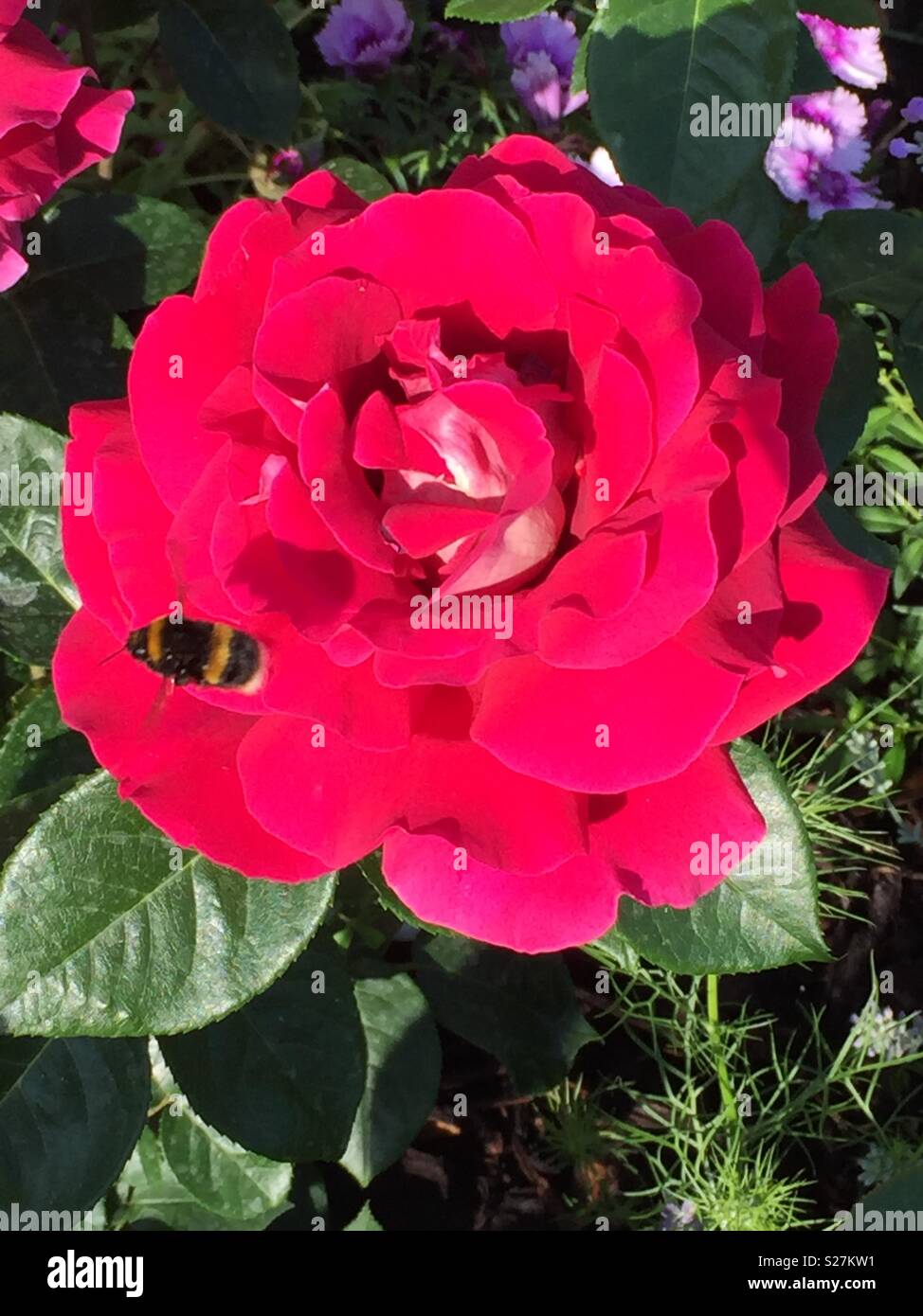 Bee and rose Stock Photo - Alamy