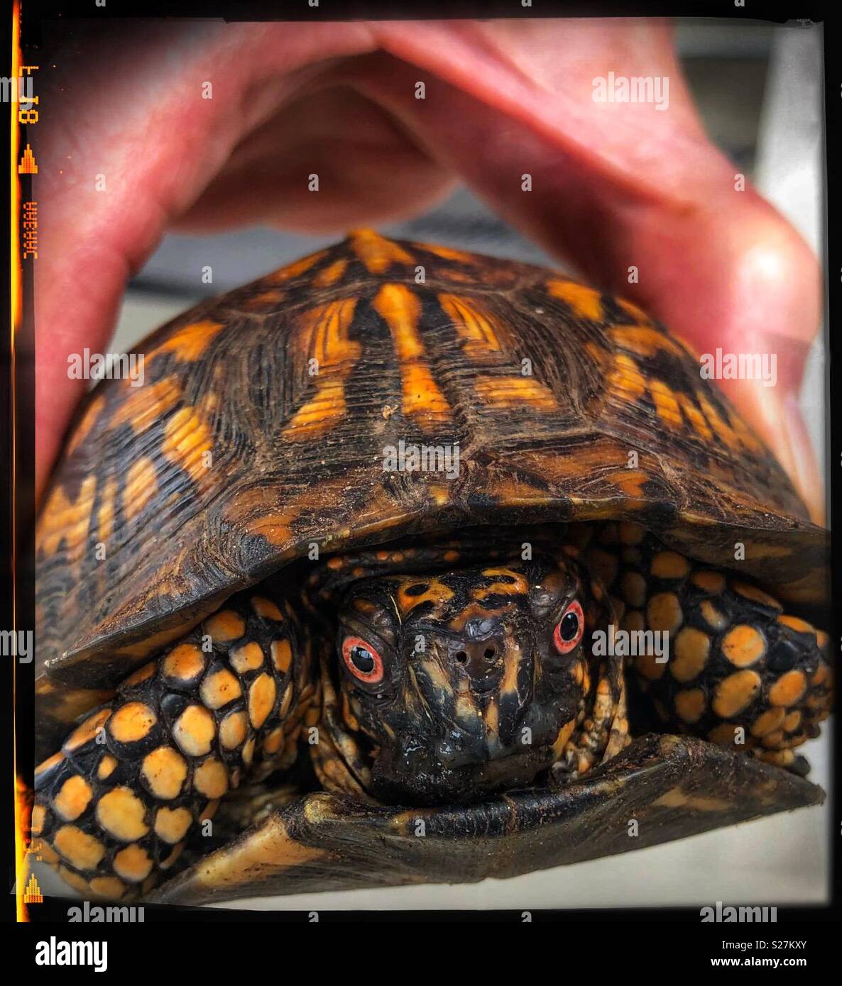 Man Holding Turtle High Resolution Stock Photography and Images - Alamy