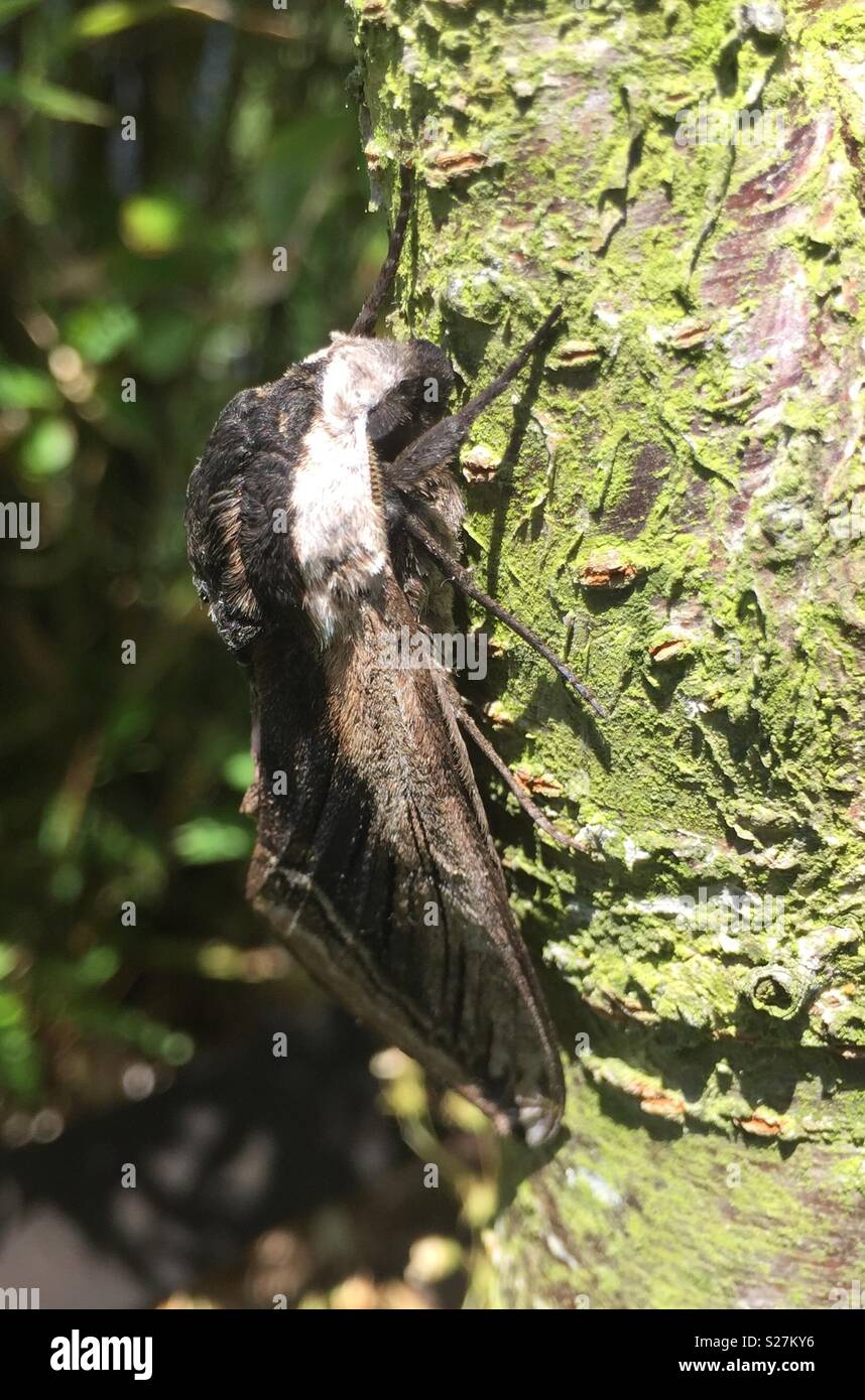 Privet hawk moth hi-res stock photography and images - Alamy