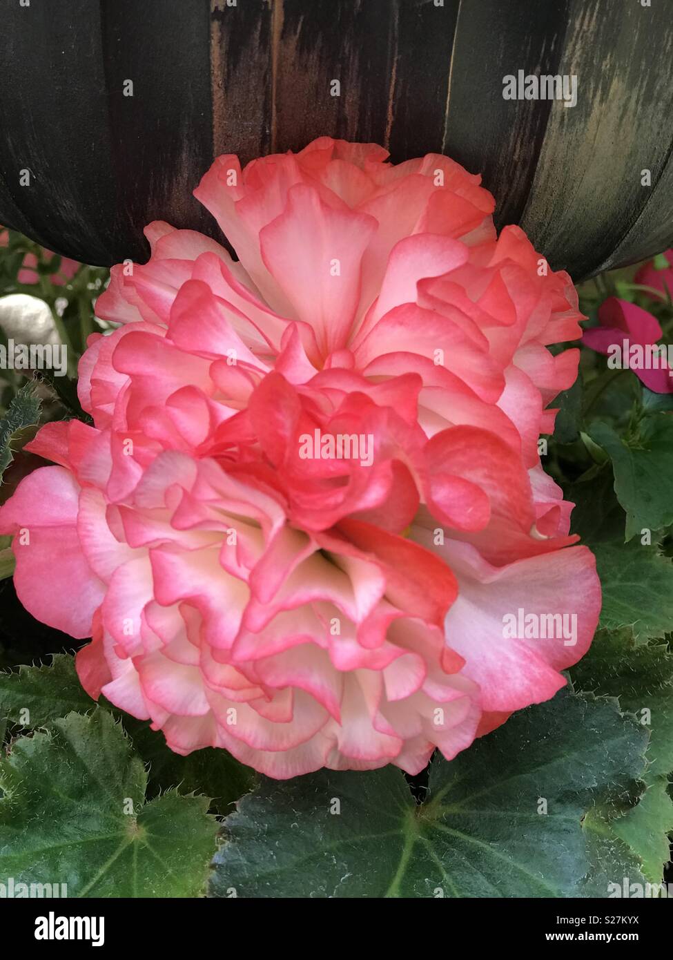 Gorgeous begonia hi-res stock photography and images - Alamy