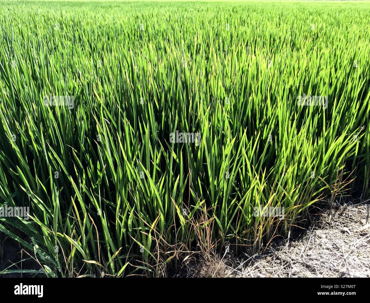 Rice field in La Albufera, Valencia Stock Photo - Alamy