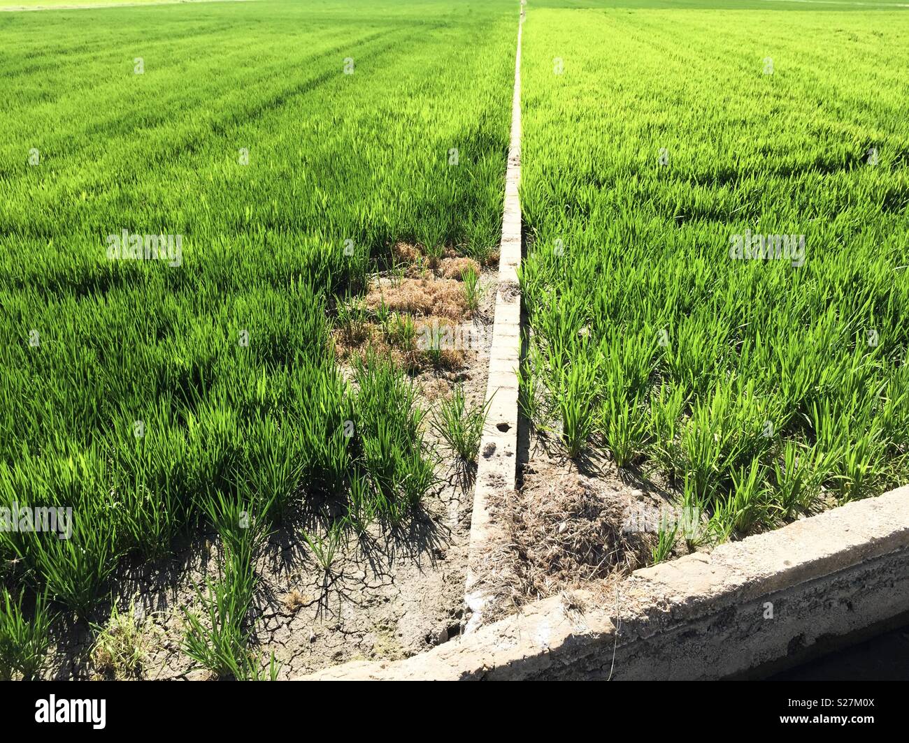 Rice fields divided in La Albufera Valencia, Spain Stock Photo - Alamy