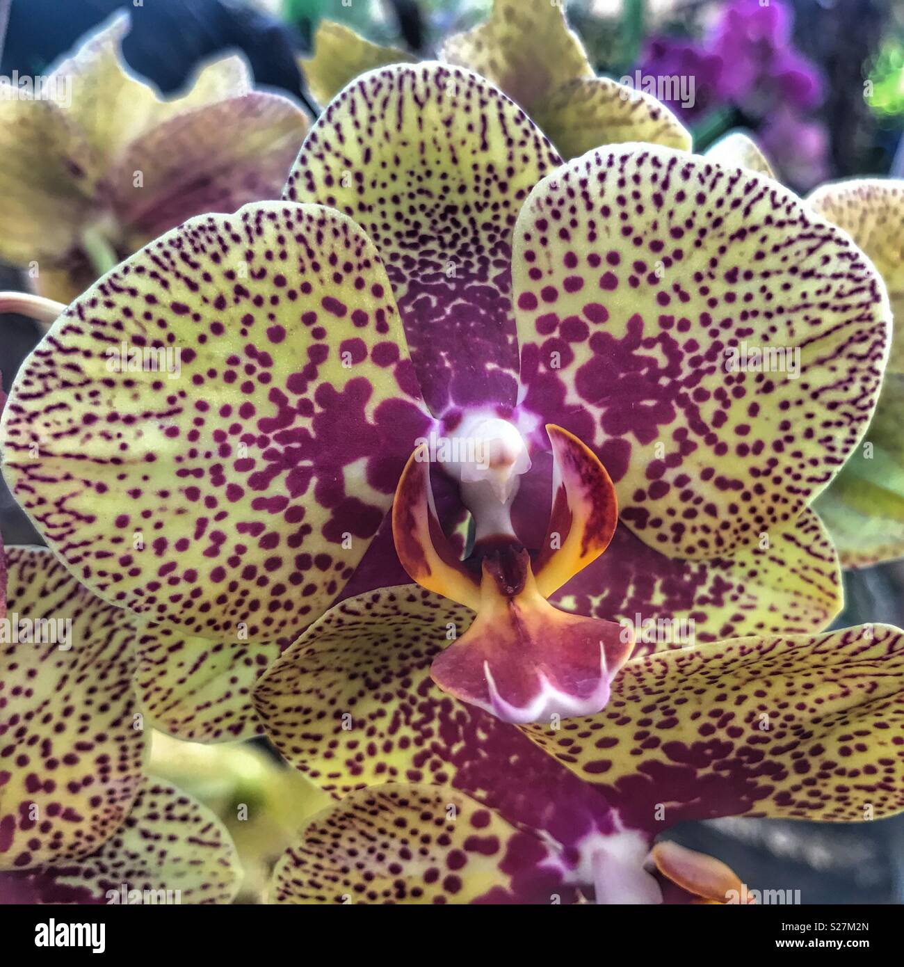 Perfect orchids, growing in the Orchid Garden, Porto Bay Hotel Resort ...