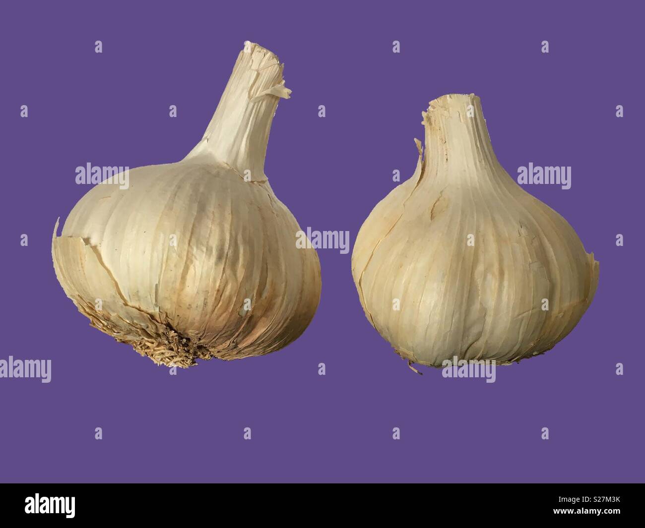 Two pods of garlic on purple background Stock Photo - Alamy