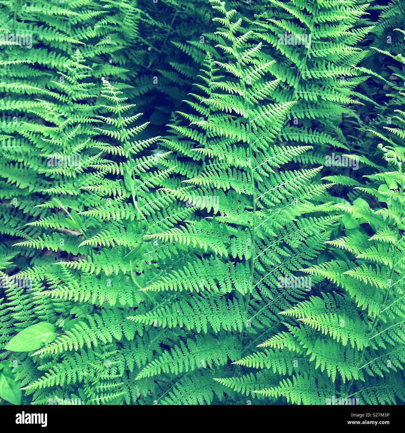 Forever ferns hi-res stock photography and images - Alamy