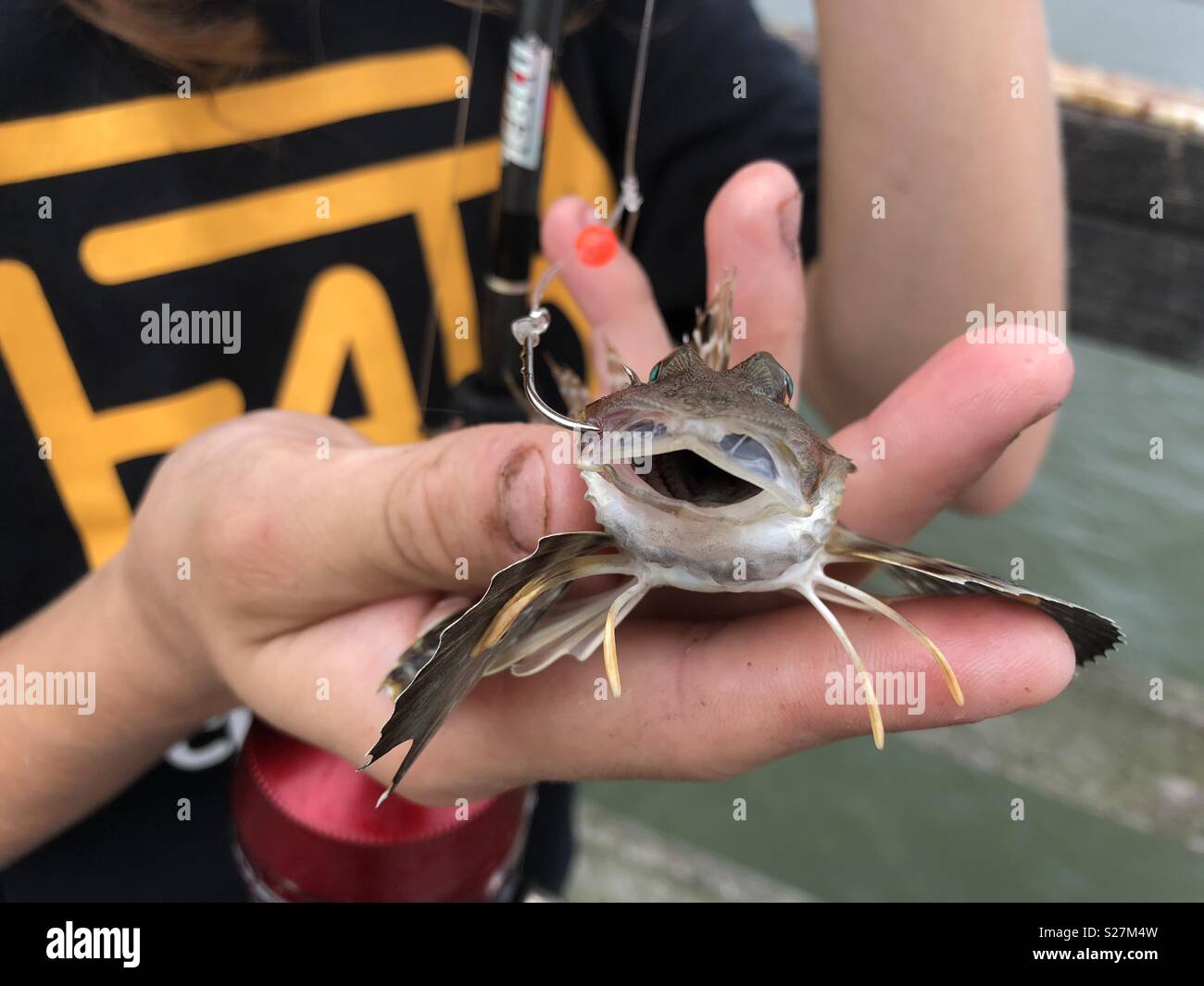 Fish images hi-res stock photography and images - Alamy