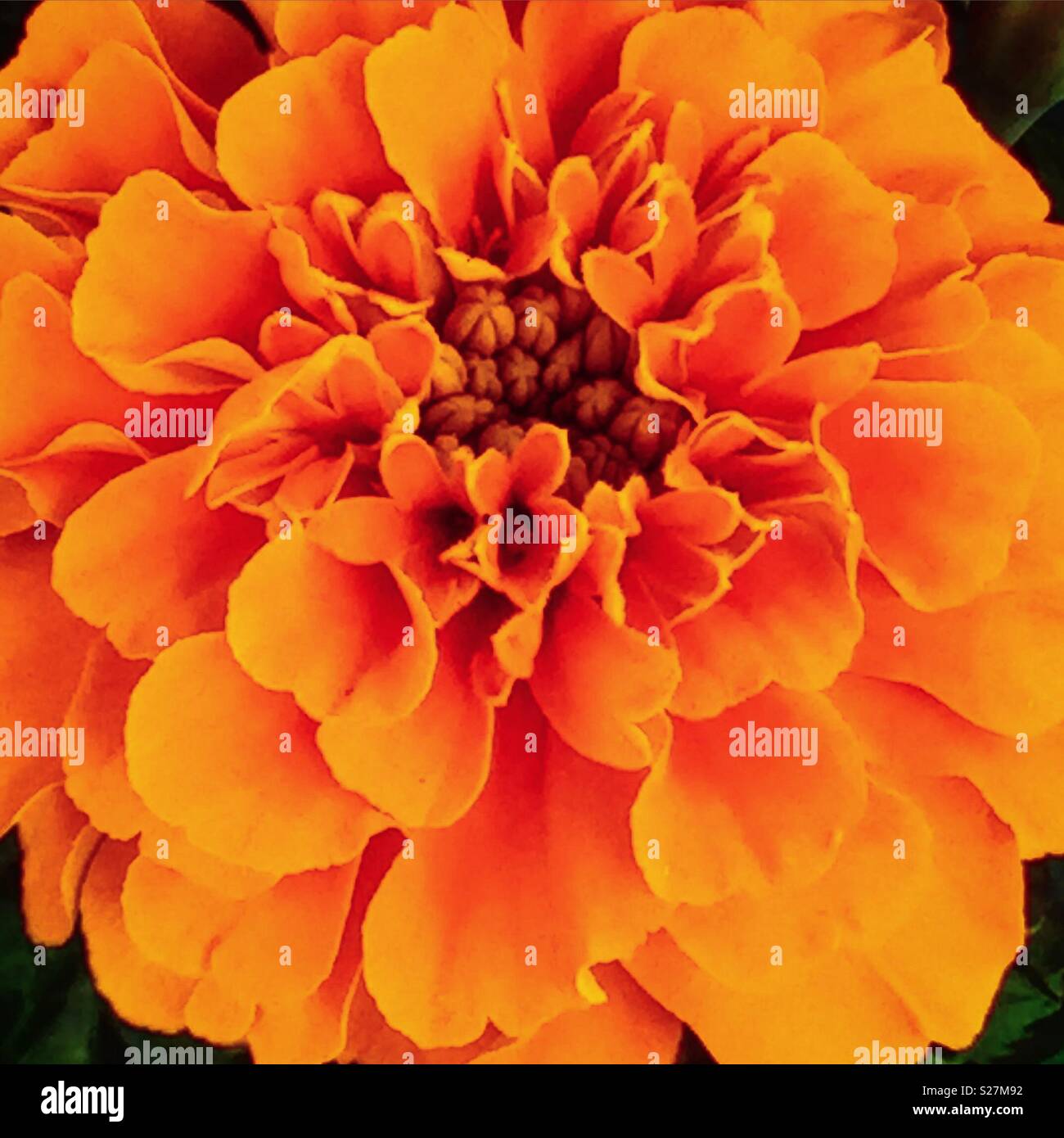 African marigold hi-res stock photography and images - Alamy
