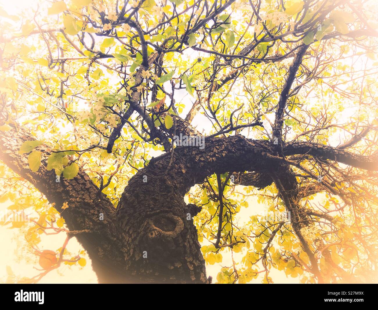 Pyrus spp hi-res stock photography and images - Alamy