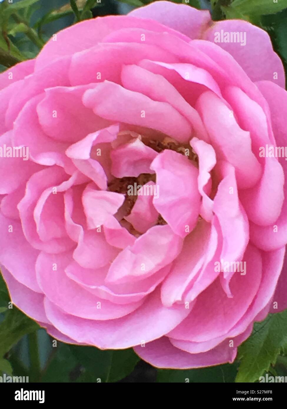 Rose pink petals hi-res stock photography and images - Alamy