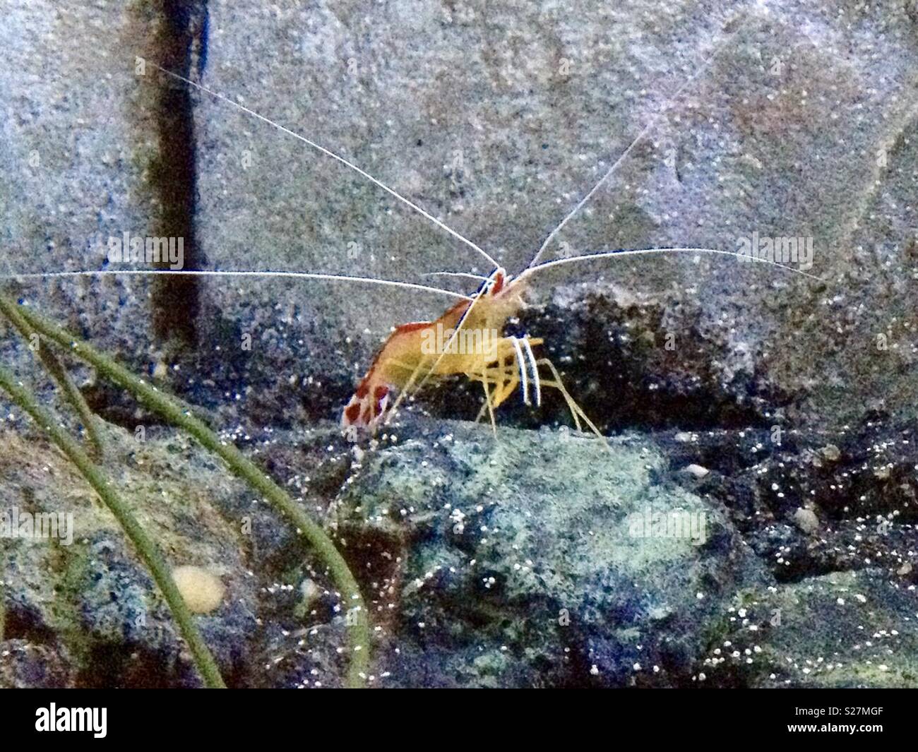 Weymouth sea life centre Stock Photo - Alamy