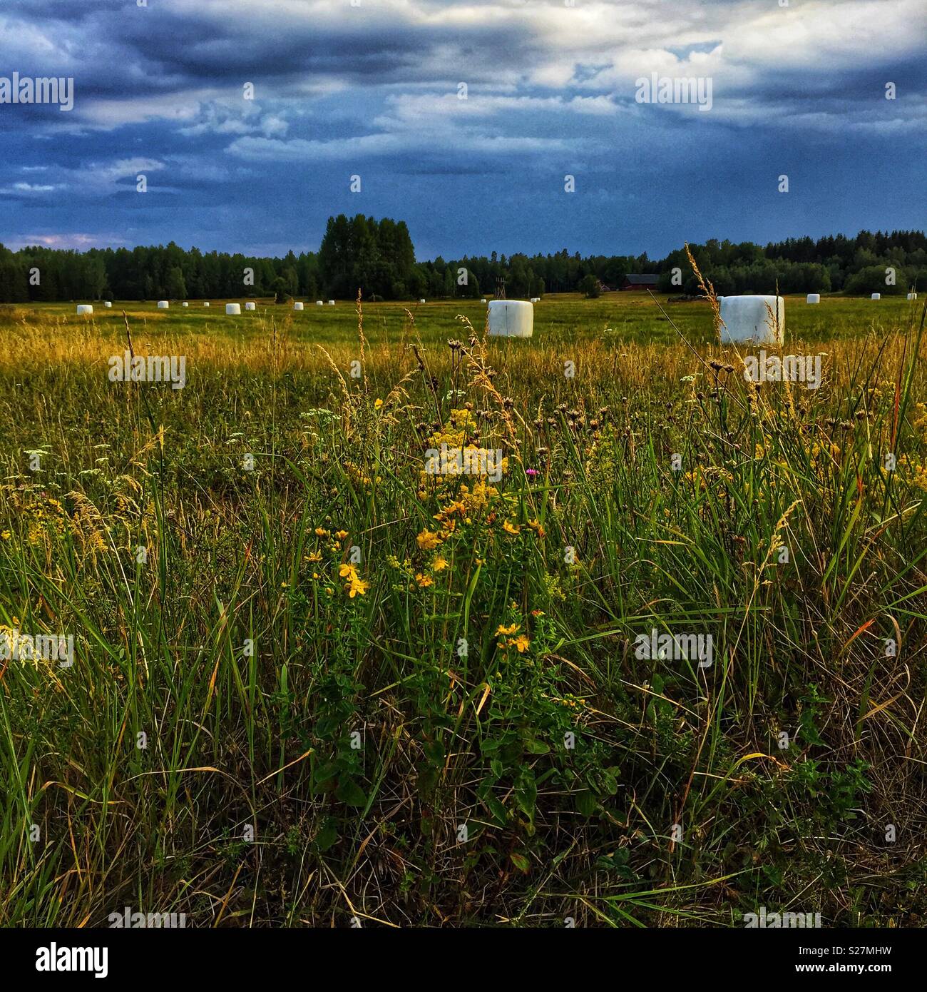Field and meadow calm before Tempest Stock Photo - Alamy