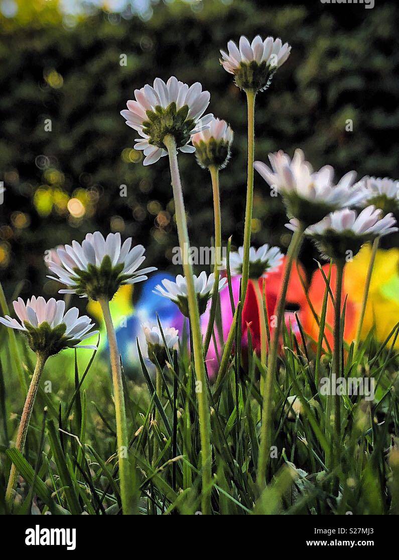 Daisy and colors Stock Photo - Alamy