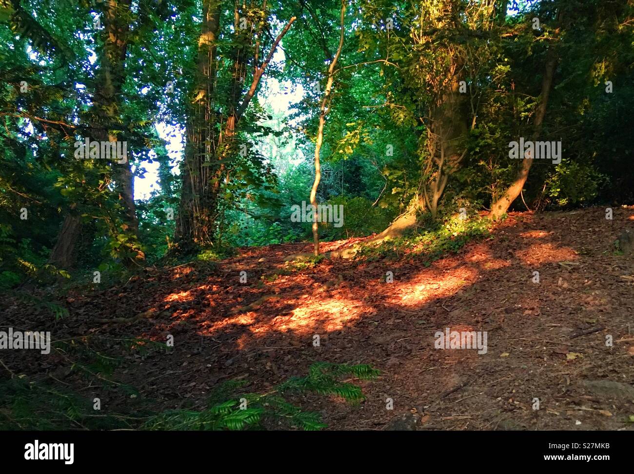 Golden hour, golden light, mystical forest Stock Photo - Alamy